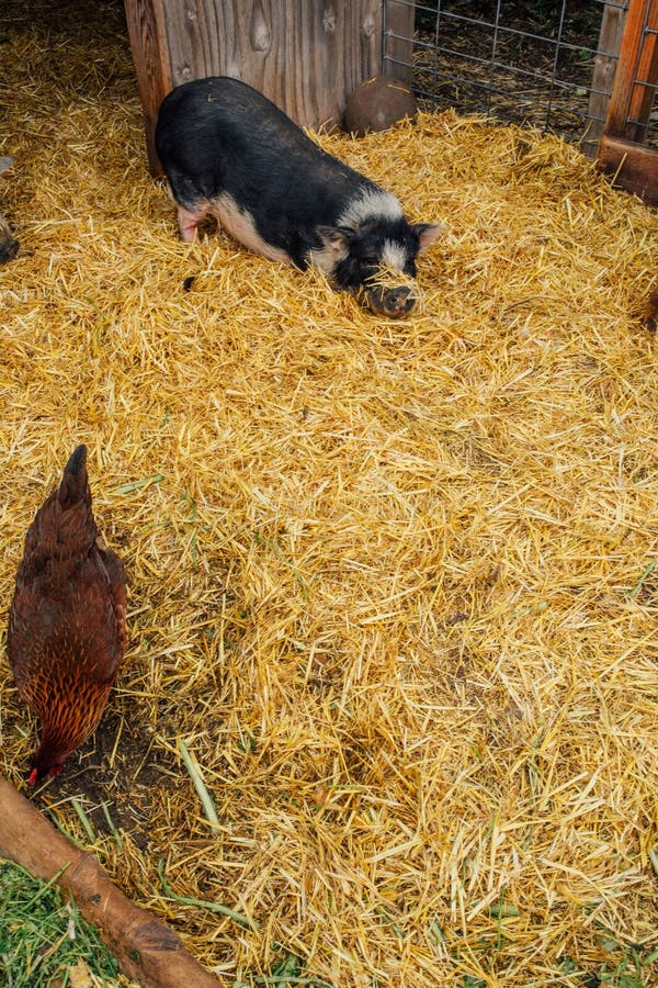 Pig Resting in Hay with Chicken on Farm Stock Image - Image of chicken ...