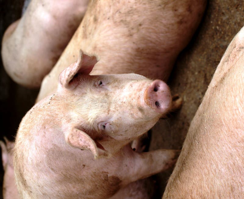 780 Close Up Pig Eye Stock Photos - Free & Royalty-Free Stock Photos ...