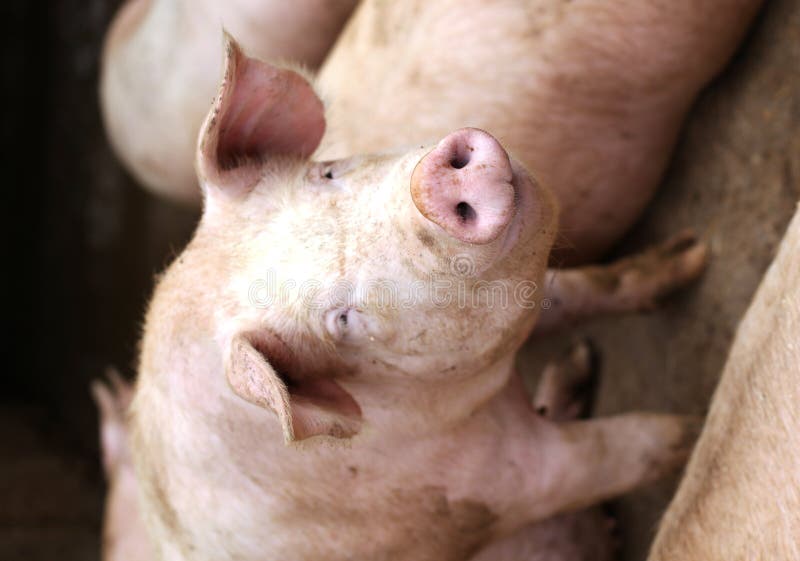 Pig close-up stock photo. Image of mammal, holdings, animal - 11523094