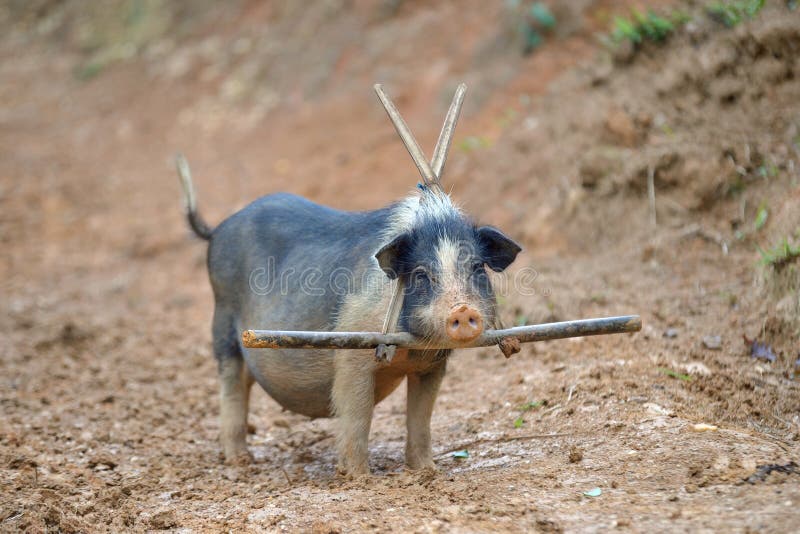 Pig and collar stock photo. Image of white, pigs, little - 81206568
