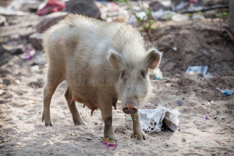 Pig Eating Garbage Photos - Free & Royalty-Free Stock Photos from ...
