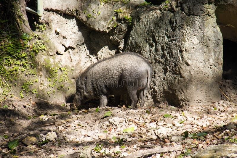 Pig at the corner of stone stock photo. Image of wildlife - 84920952
