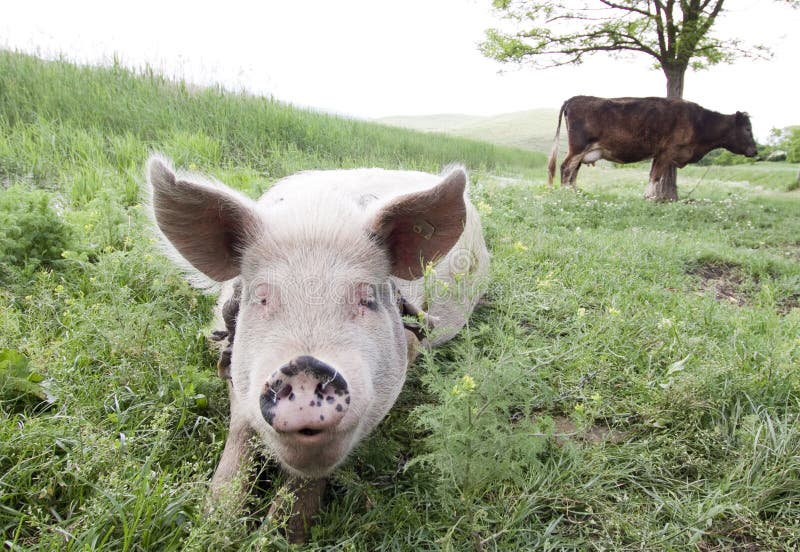 Cow Picture. Image: 568819