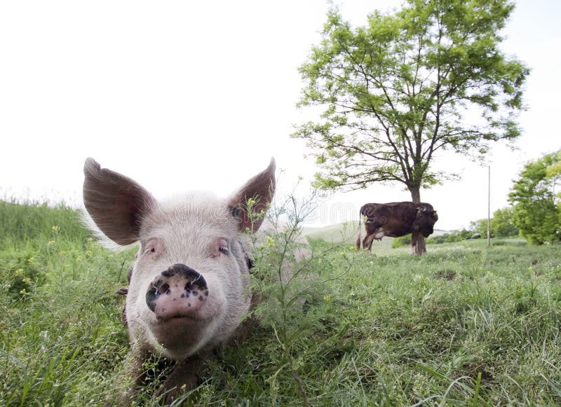 Pig and cow stock photo. Image of pink, farm, pigsty - 14774802