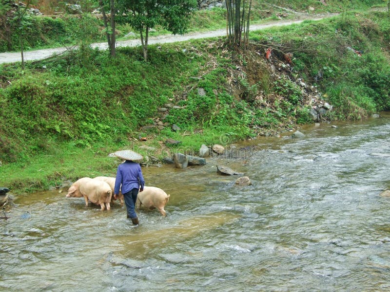 Pig crossing the river editorial stock image. Image of mountain - 24913504