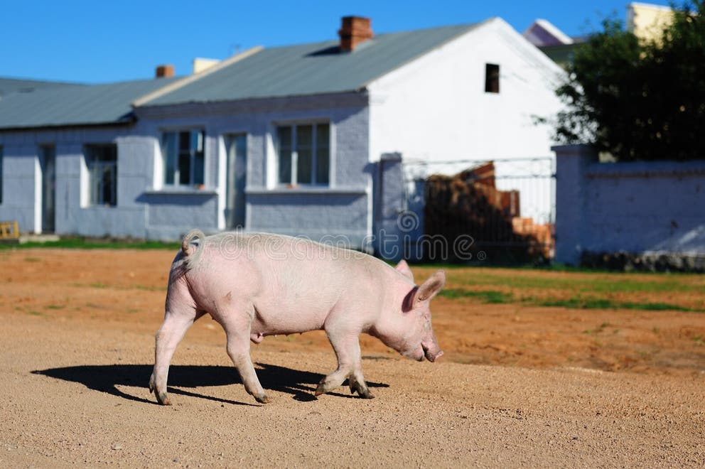Pig crossing road stock photo. Image of cross, farm, farmhouse - 15738206