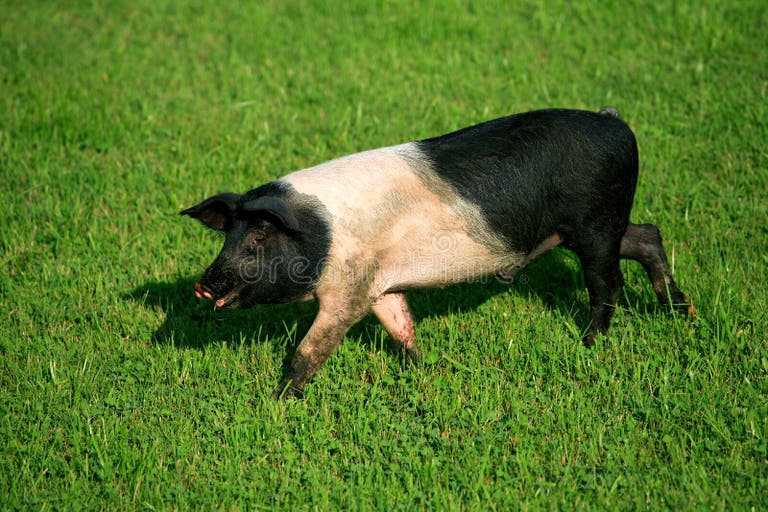 1,526 Pig Shadow Stock Photos - Free & Royalty-Free Stock Photos from ...