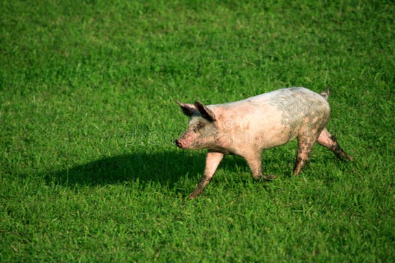 1,525 Pig Shadow Stock Photos - Free & Royalty-Free Stock Photos from ...