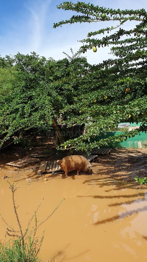 Curacao Pig Stock Photos - Free & Royalty-Free Stock Photos from Dreamstime