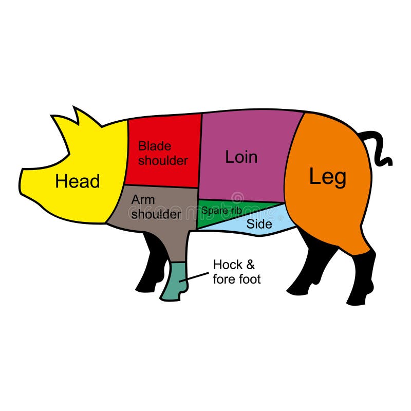 Pig cutting chart stock vector. Illustration of pork - 17935243