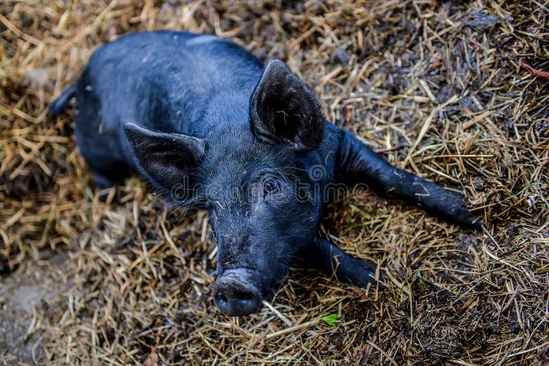 Pig stock photo. Image of background, animal, asia, nature - 55054002