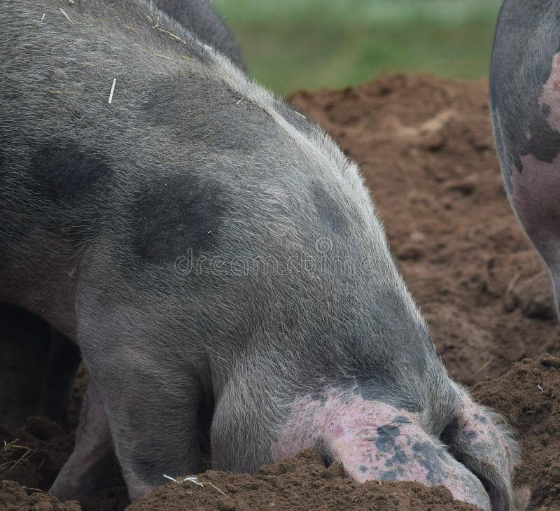 Burying Your Head Sand Stock Photos - Free & Royalty-Free Stock Photos ...