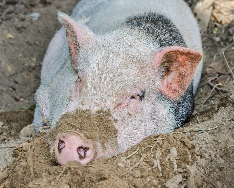 Lazy Pig Stock Photos - Download 539 Royalty Free Photos