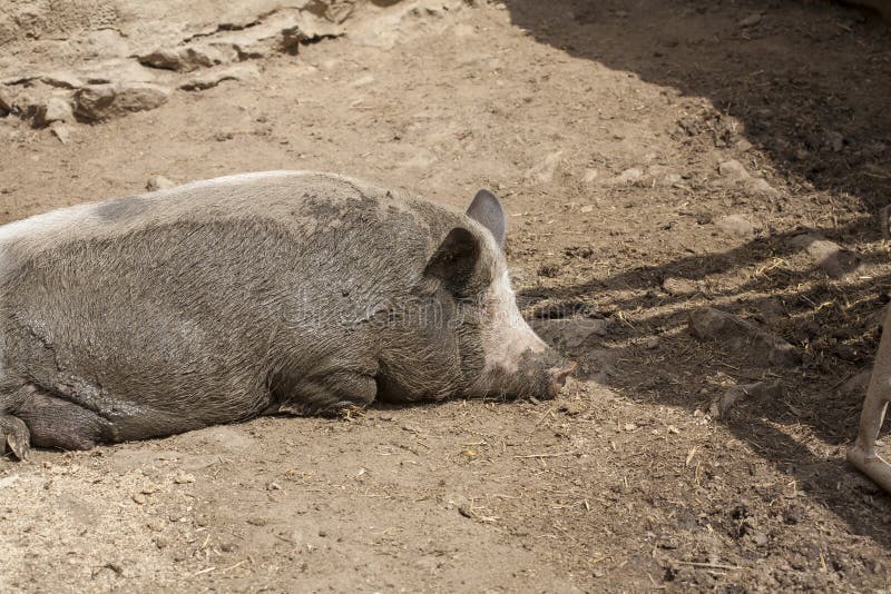 Pig stock image. Image of barn, grunge, feeding, piglet - 59685825