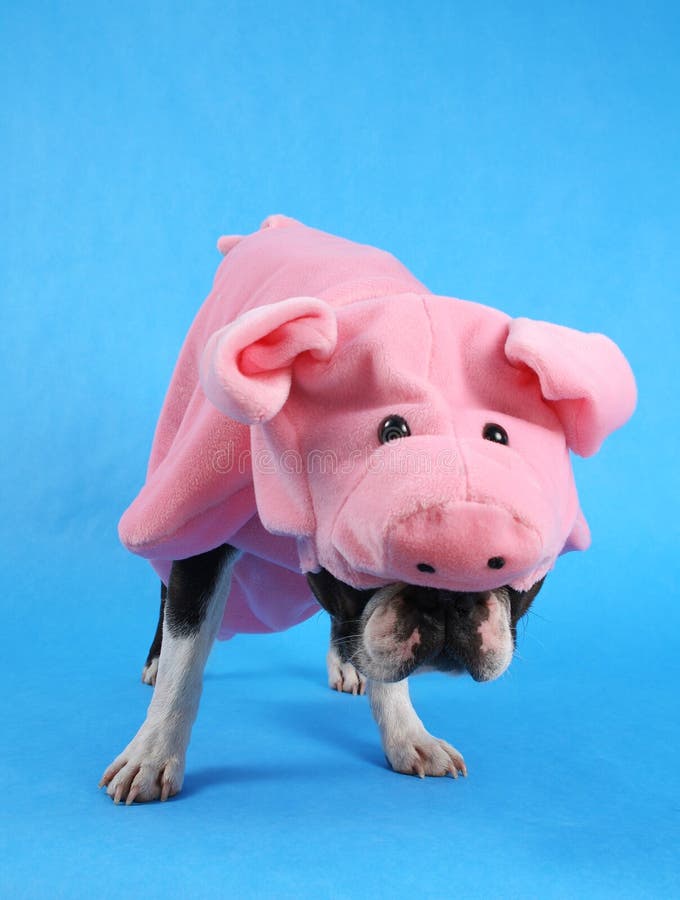 Pig dog stock image. Image of pink, suit, tiny, funny - 3073309