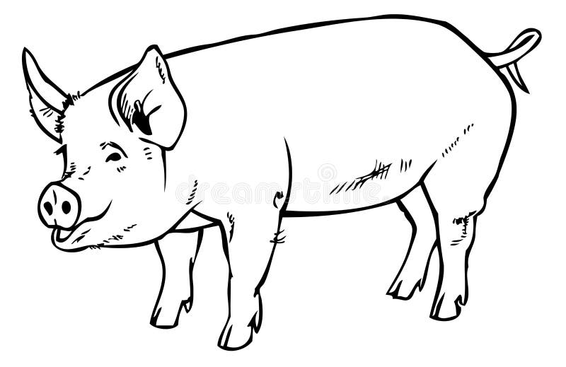 Pig drawing hand stock vector. Illustration of background - 60066713