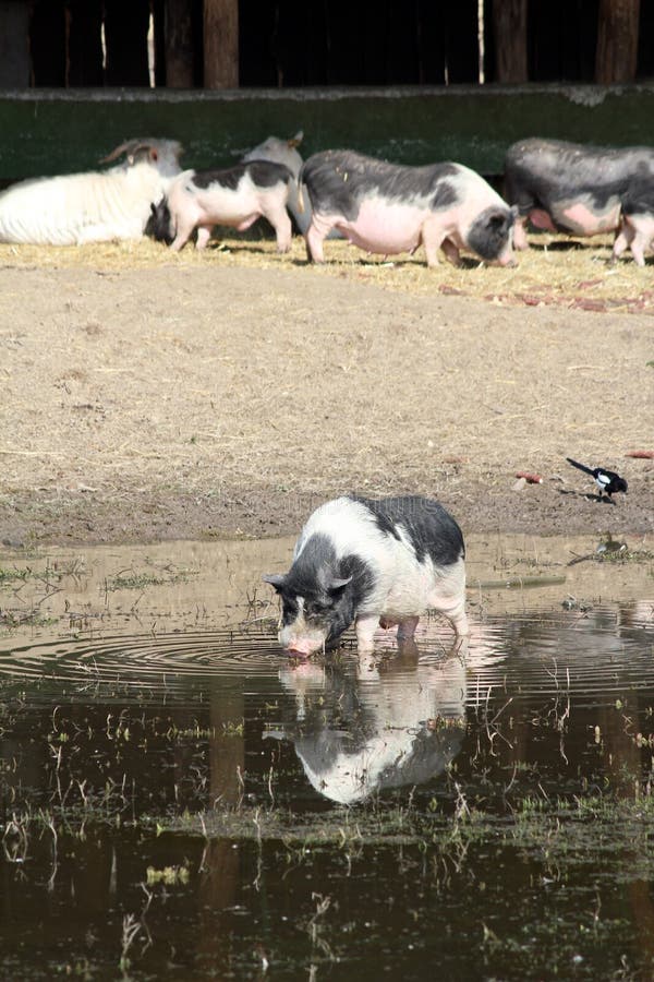 Pig drink water stock image. Image of pork, little, breed - 29500767