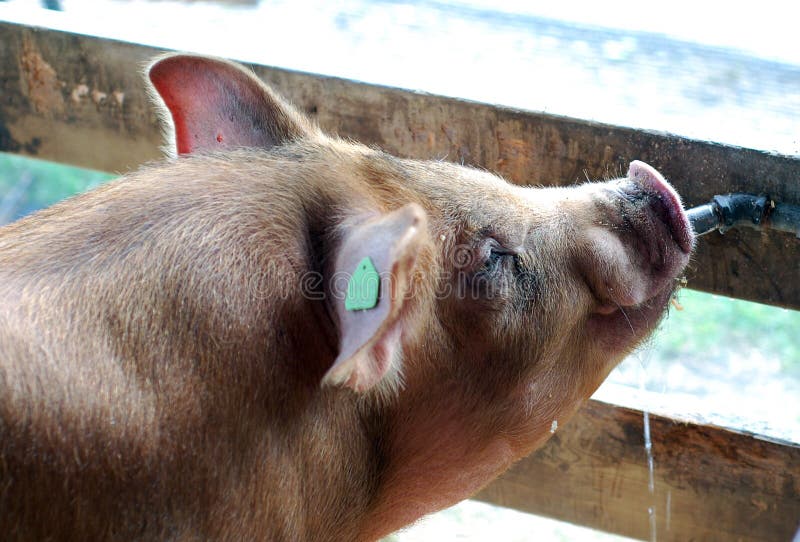 Pink Water Pig stock photo. Image of mammal, piggy, small - 25013344
