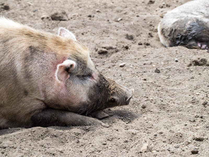 Curacao Pig Stock Photos - Free & Royalty-Free Stock Photos from Dreamstime