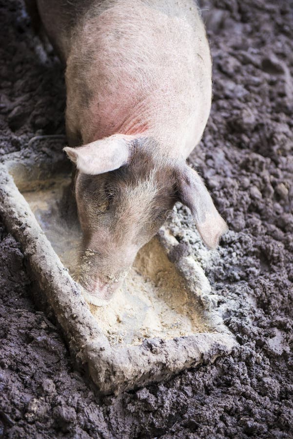 Pig eating stock image. Image of angle, hairy, animal - 28564419