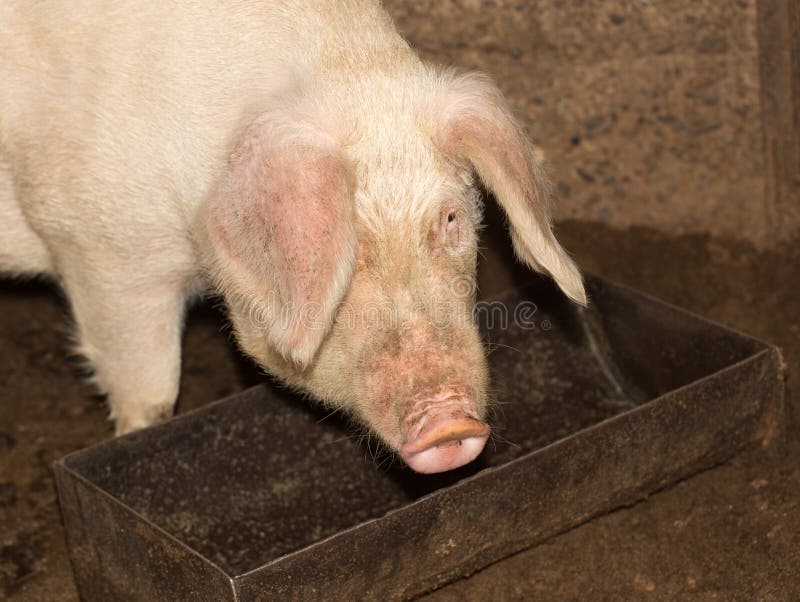 Pig eating on the farm stock image. Image of breeding - 102145761