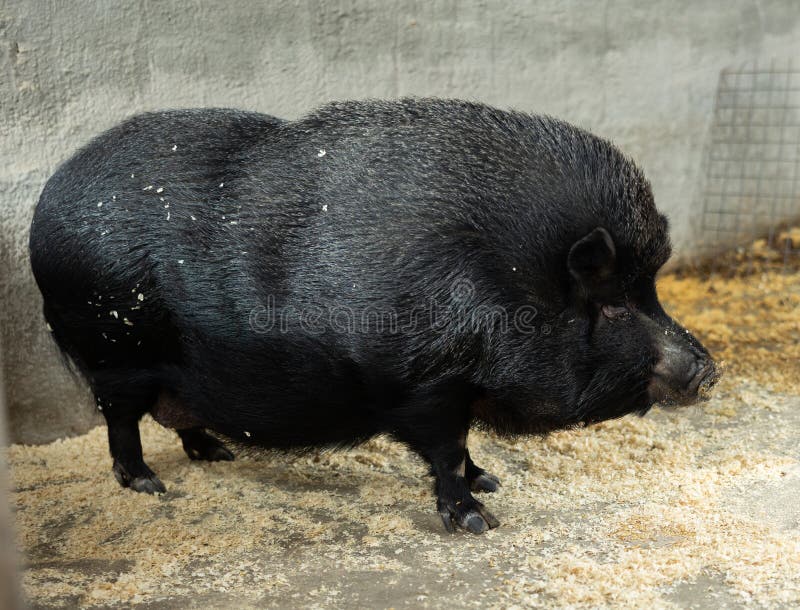Pig eating food in barn stock photo. Image of labor - 272901116