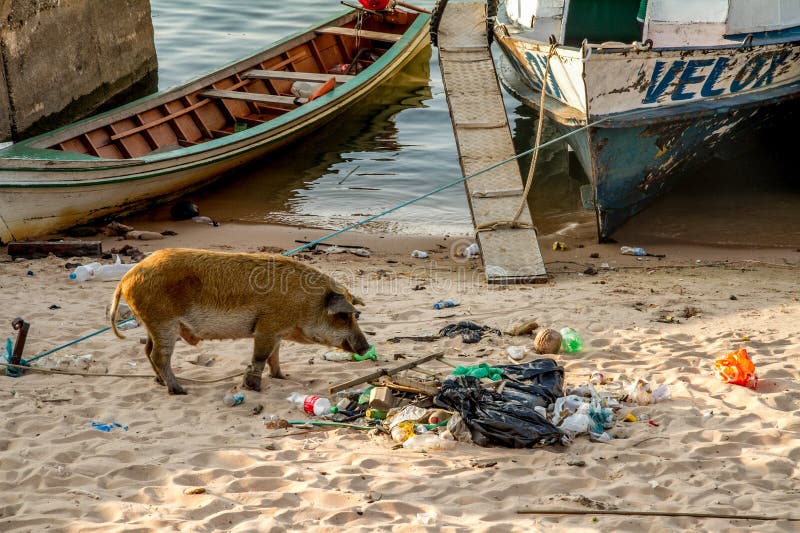 A Pig Eating Scrap that Where Thrown To Him Editorial Photography ...