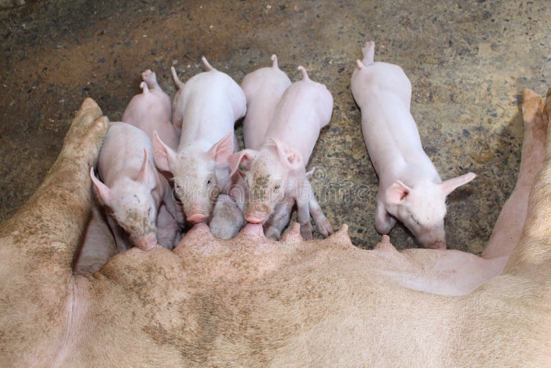 Pig Eating a Small White Milk. Stock Image - Image of cute, livestock ...