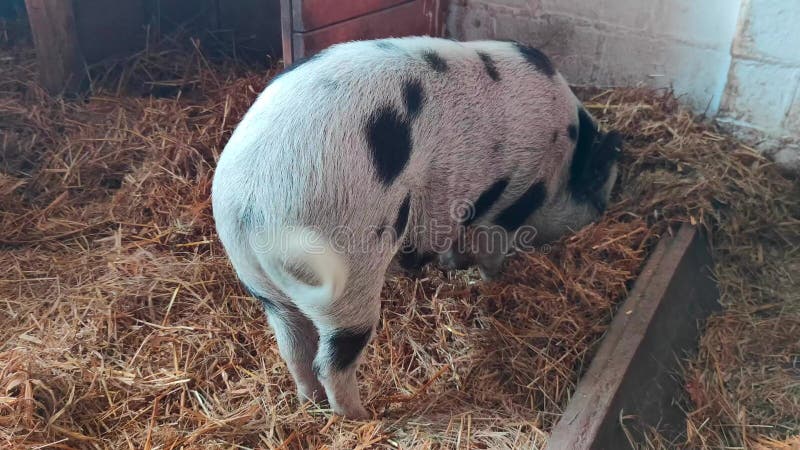 A Pig Eats Hay and Waves Its Tail Stock Footage - Video of nature ...