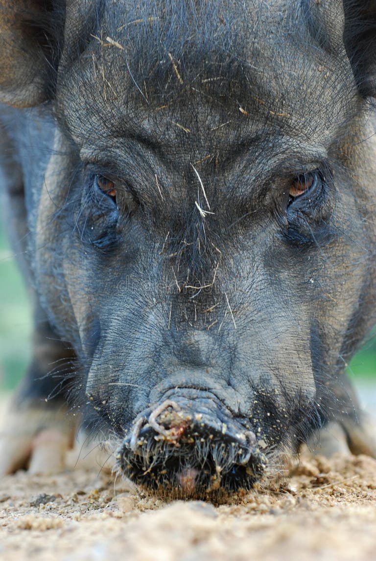 14,037 Pig Face Stock Photos - Free & Royalty-Free Stock Photos from ...