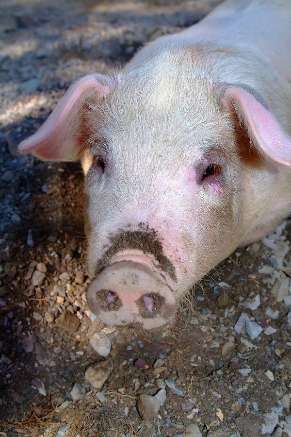 Pig nose stock photo. Image of pigs, nose, animals, mammals - 307860