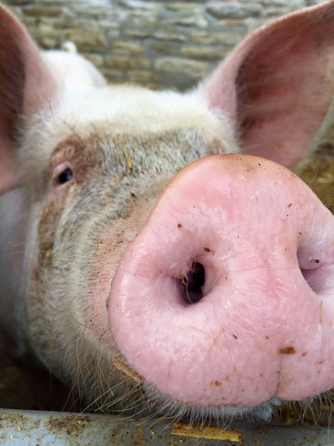 3,030 Funny Pig Face Photos - Free & Royalty-Free Stock Photos from ...