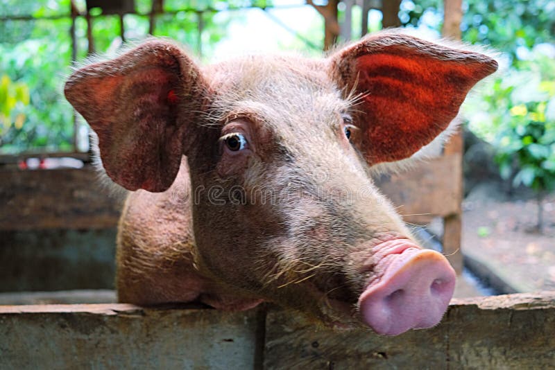 Pig face stock image. Image of portrait, boar, piglet - 84676411