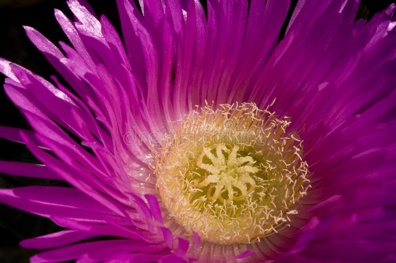 Pig Face flower stock image. Image of beauty, detail - 11871301