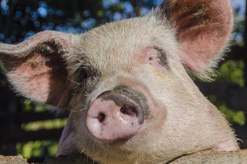 Pig face 1 stock photo. Image of skin, high, close, farming - 50155134