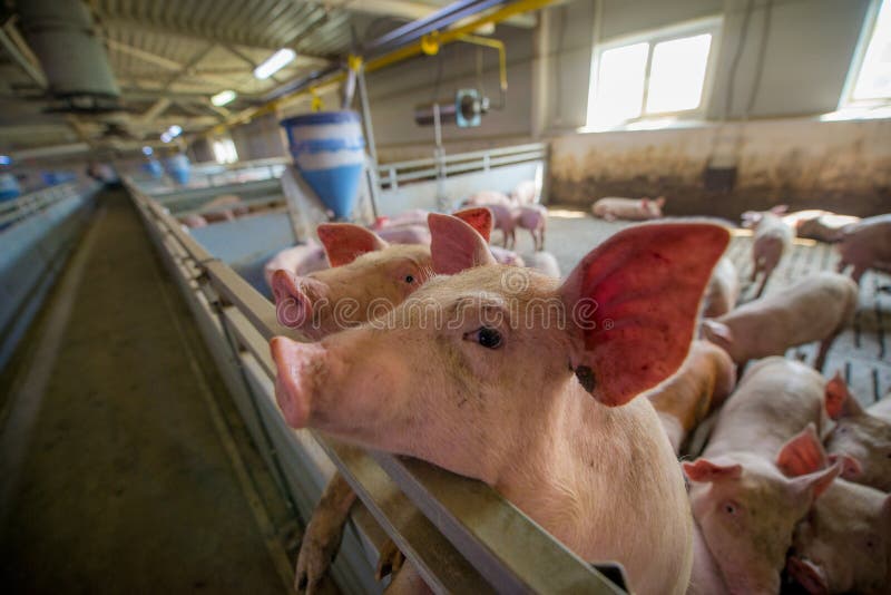 Pig at factory stock image. Image of farm, food, boar - 76437401