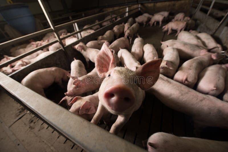 Pig at factory stock image. Image of nature, natural - 76492609