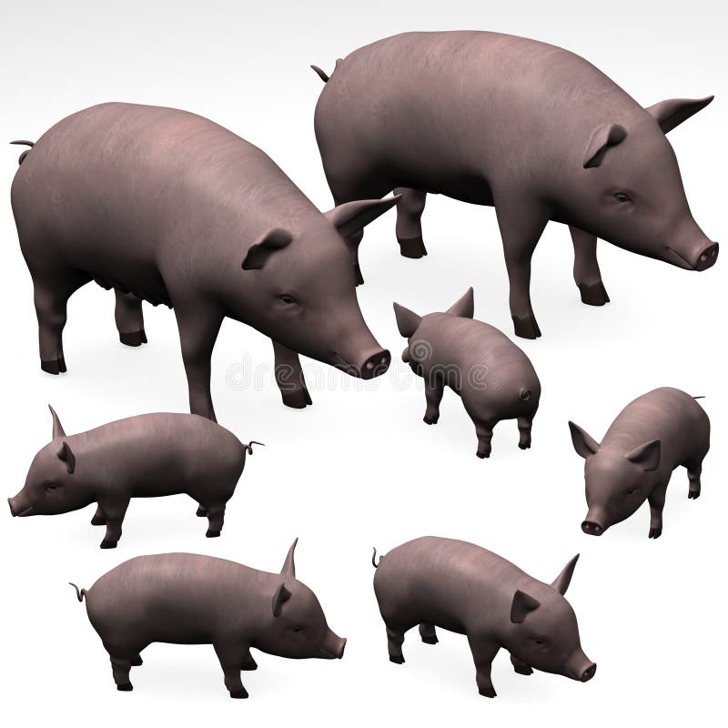 Pig family stock illustration. Illustration of little - 11951006