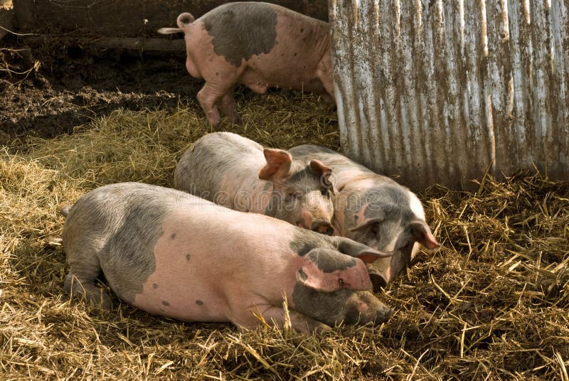 Pig family stock image. Image of pork, straw, meat, pigs - 6599937