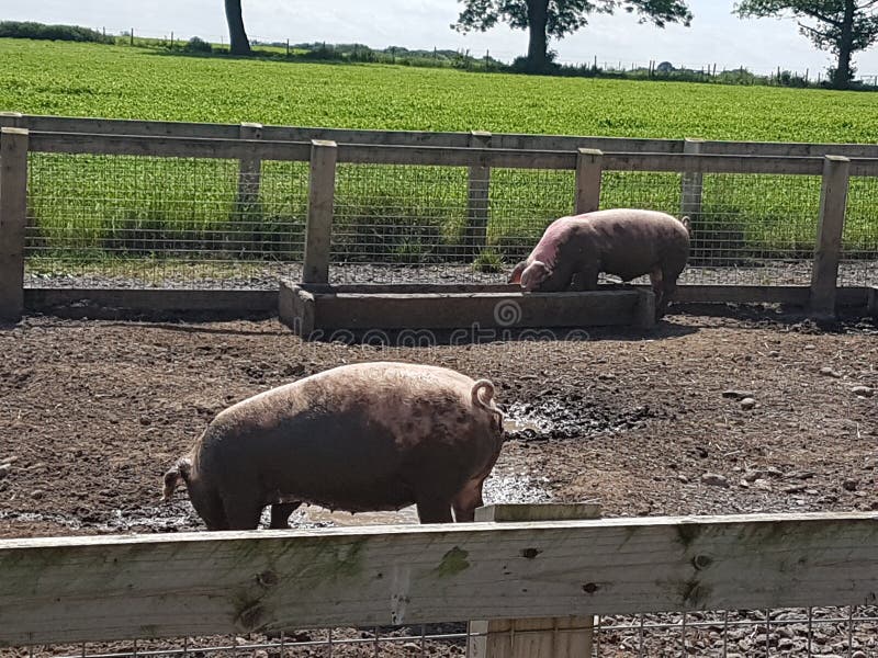 Pig Family stock photo. Image of drinking, together, family - 93508954
