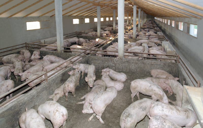 Pig Farm Stock Photography - Image: 19367262