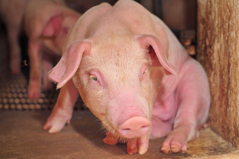 Pig Farm stock photo. Image of adorable, cute, agriculture - 3940612