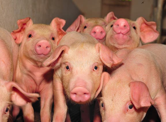Pig Farm stock photo. Image of adorable, cute, agriculture - 3940612