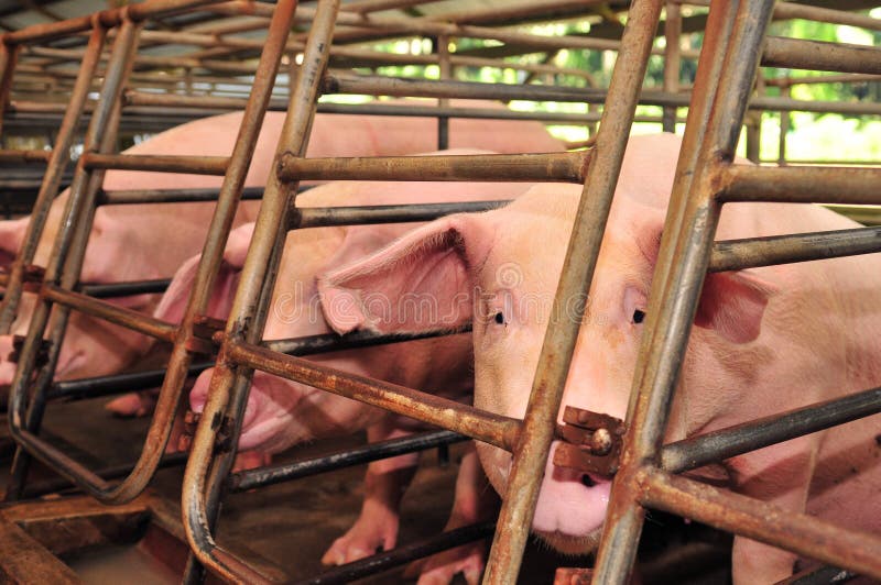 Pig Farm stock image. Image of hogs, agriculture, animal - 4144417