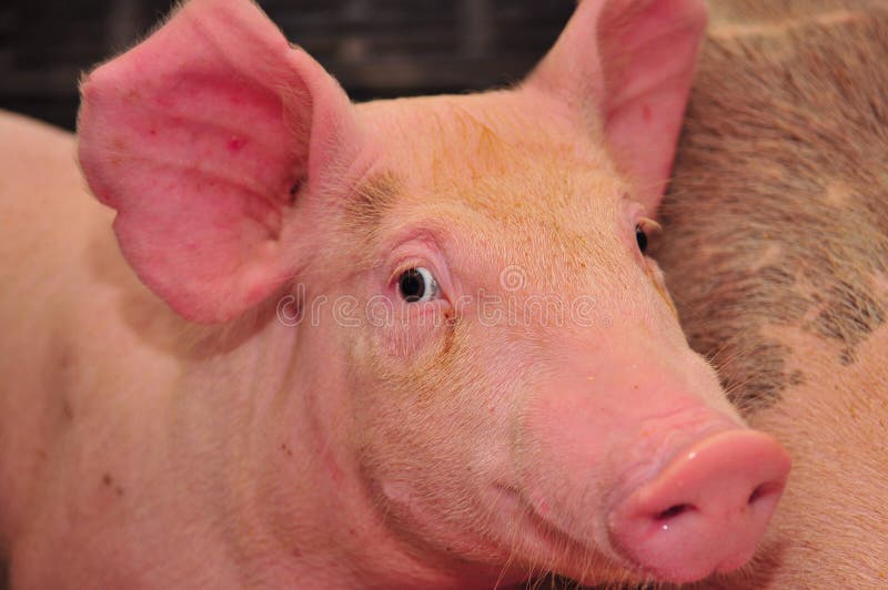 Pig Farm stock photo. Image of gluttony, pigs, swine, glutton - 4144538