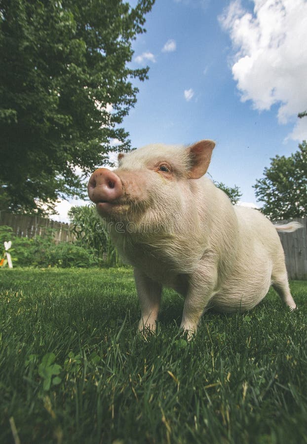 Pig Farm Animal in Field stock image. Image of feeding - 108389399