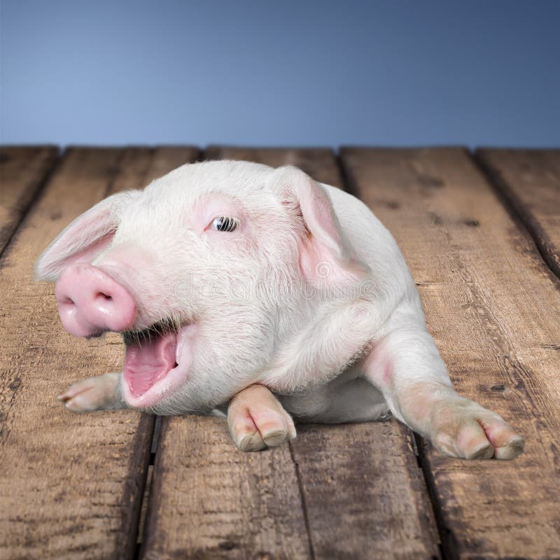 Pig stock photo. Image of shot, young, farm, animals - 119371204