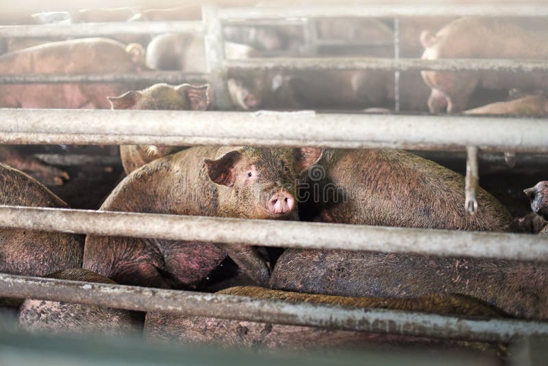 Pig Farm. Close-up of a Pig on a Farm. Dirty Pigs in the Dirty Soil of ...