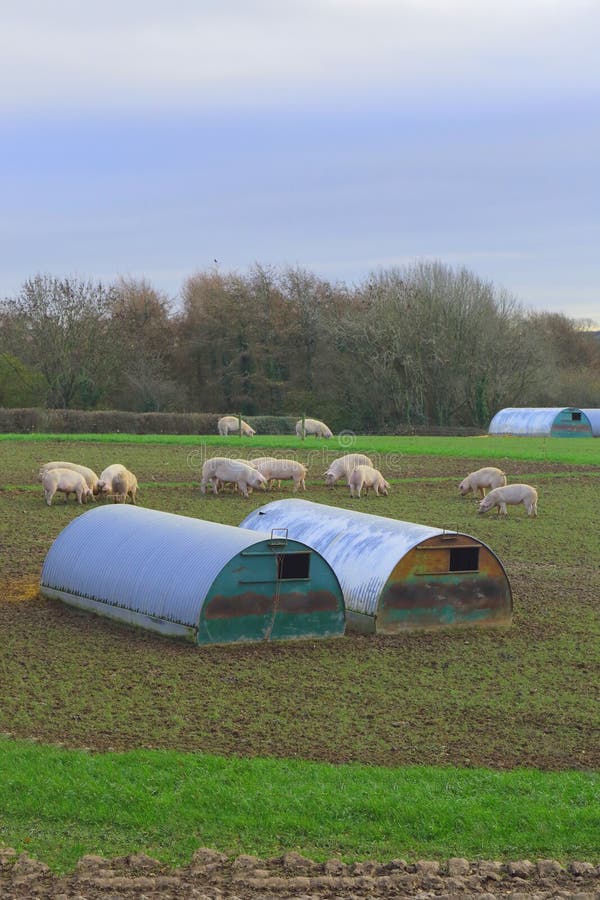 Pig farm in Devon stock photo. Image of agricultural - 206848412