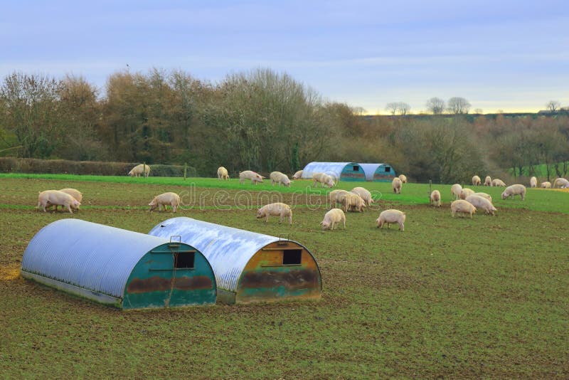 Pig farm in Devon stock image. Image of meat, animal - 206848481